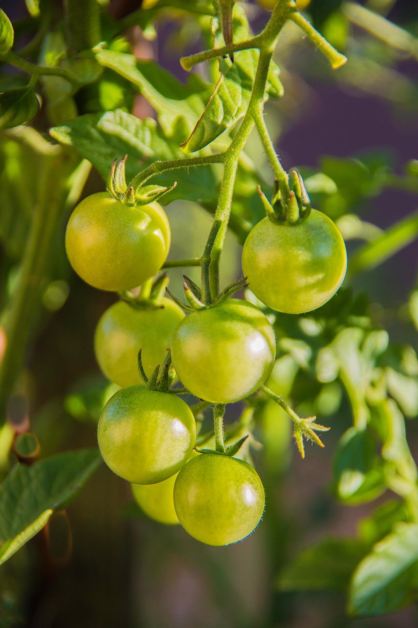 Tomato Food Costs - Free photo on Pixabay