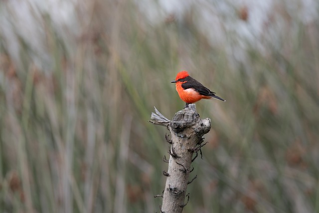 300,000+ Free Plants Vermilion & Nature Images - Pixabay