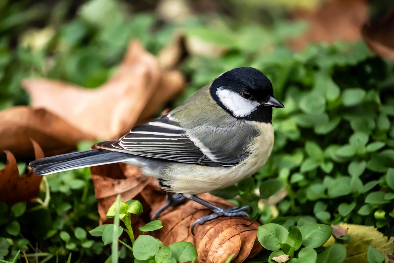 Great Tit Nature Bird Free Photo On Pixabay