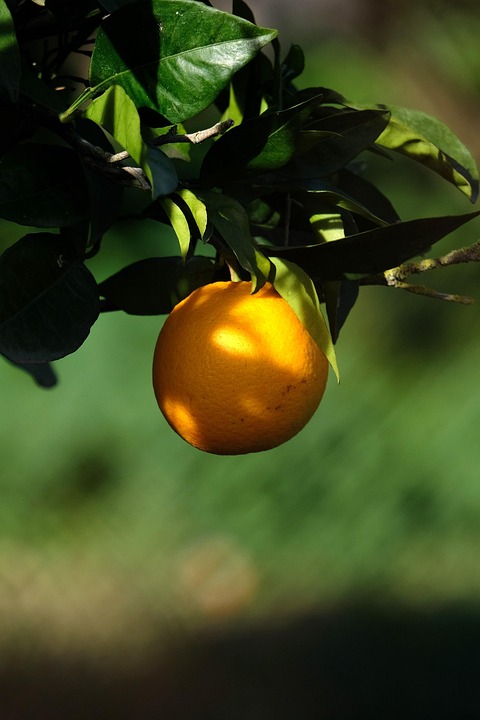 Orange Fruit Nature - Photo gratuite sur Pixabay