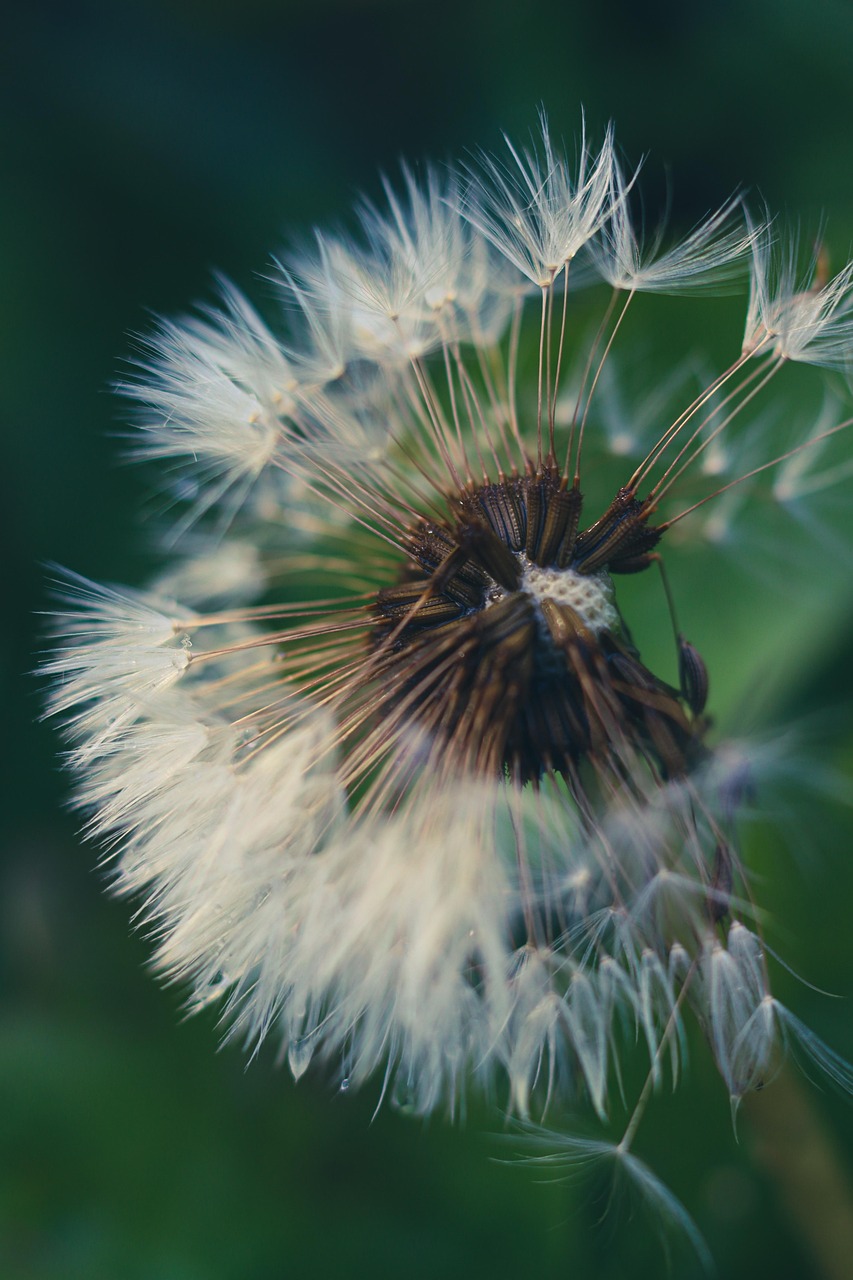 Dandelion Flower Seeds Seed - Free photo on Pixabay