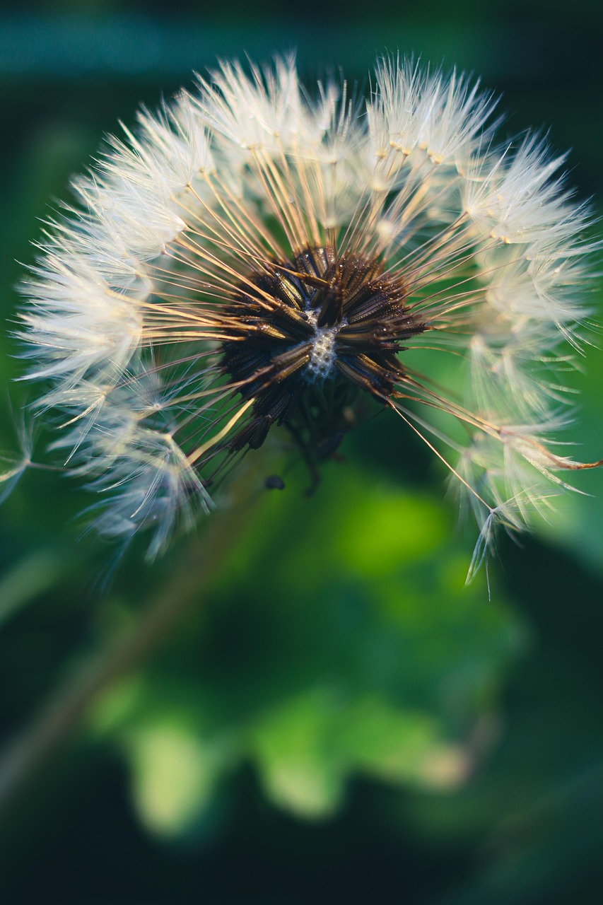 Dandelion Flower Seeds Seed - Free photo on Pixabay