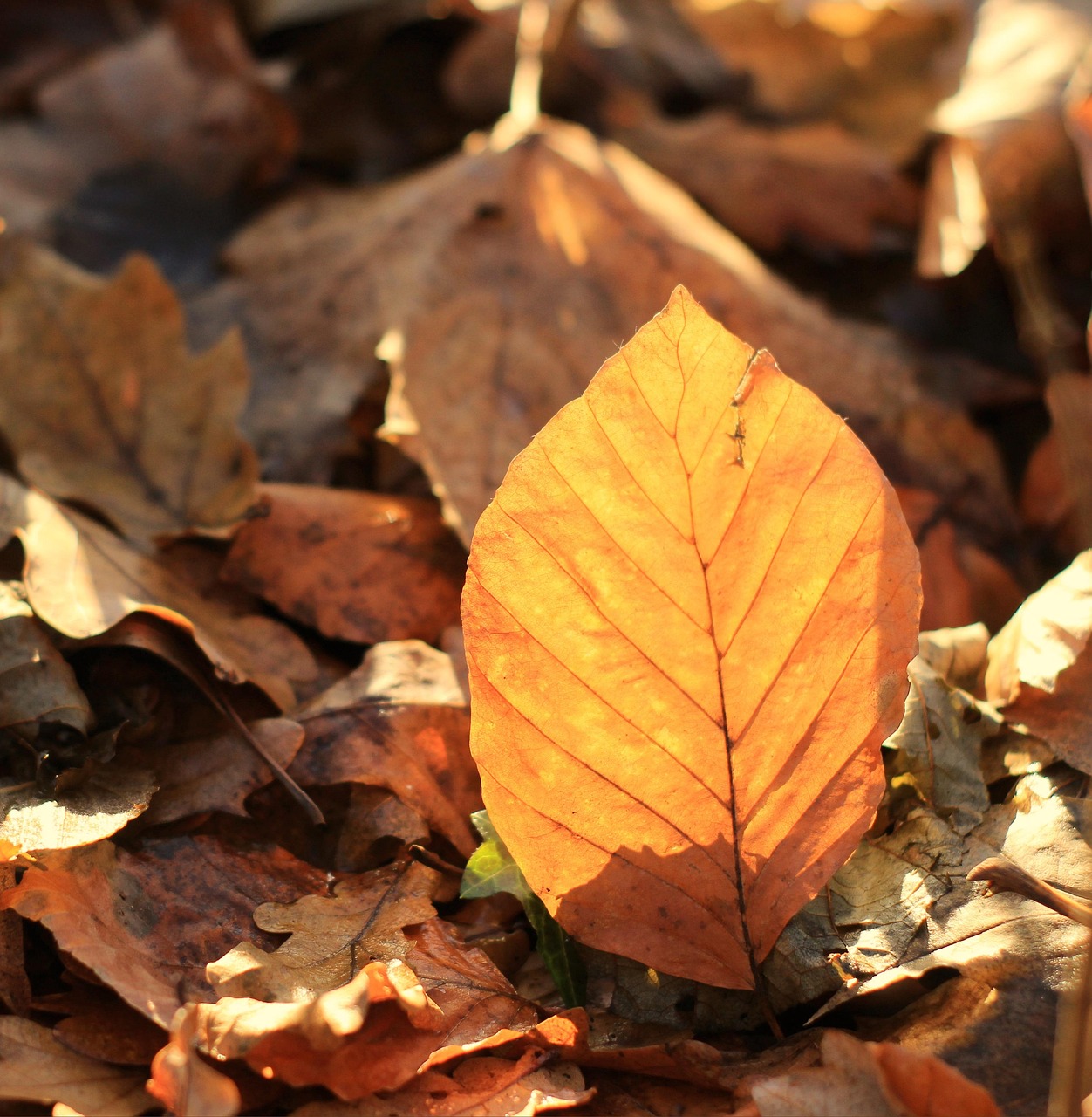 Daun Menguning Musim - Foto gratis di Pixabay