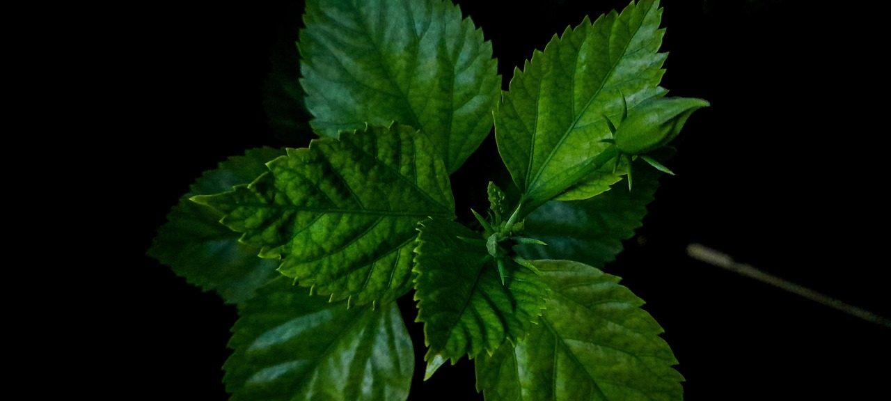 Planta Natureza Folhas - Foto gratuita no Pixabay