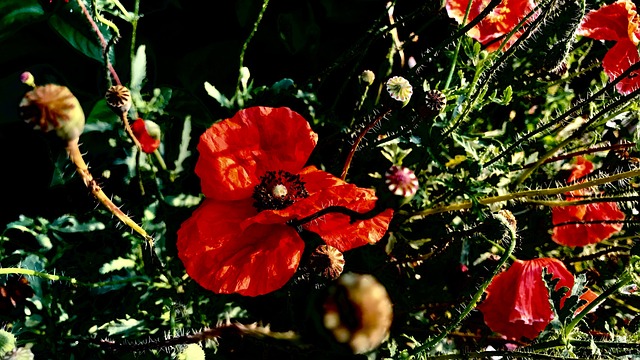 Poppy Flower Natural Floral - Free photo on Pixabay