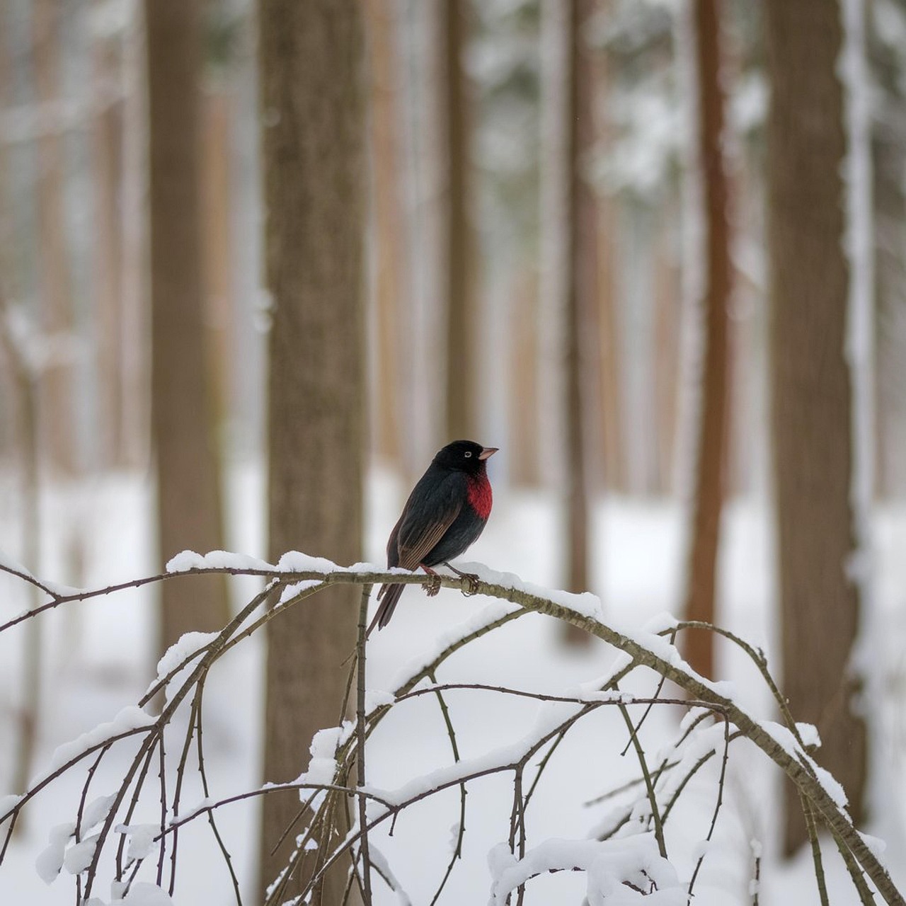 Bird Animal Winter - Free photo on Pixabay