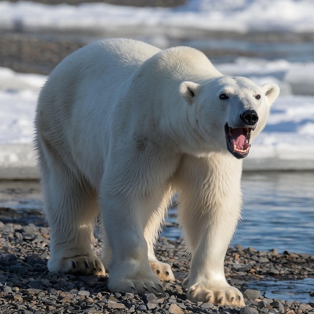 Polarbear Icebear Bear - Free photo on Pixabay