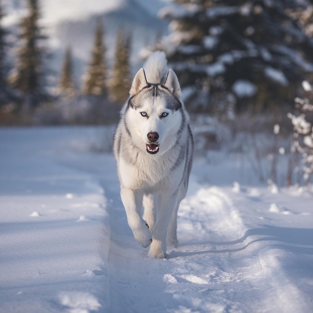 Fornido Perro Nieve - Foto gratis en Pixabay