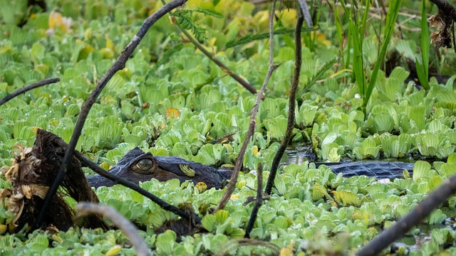 Costa Rica Crocodile Cayman - Free photo on Pixabay
