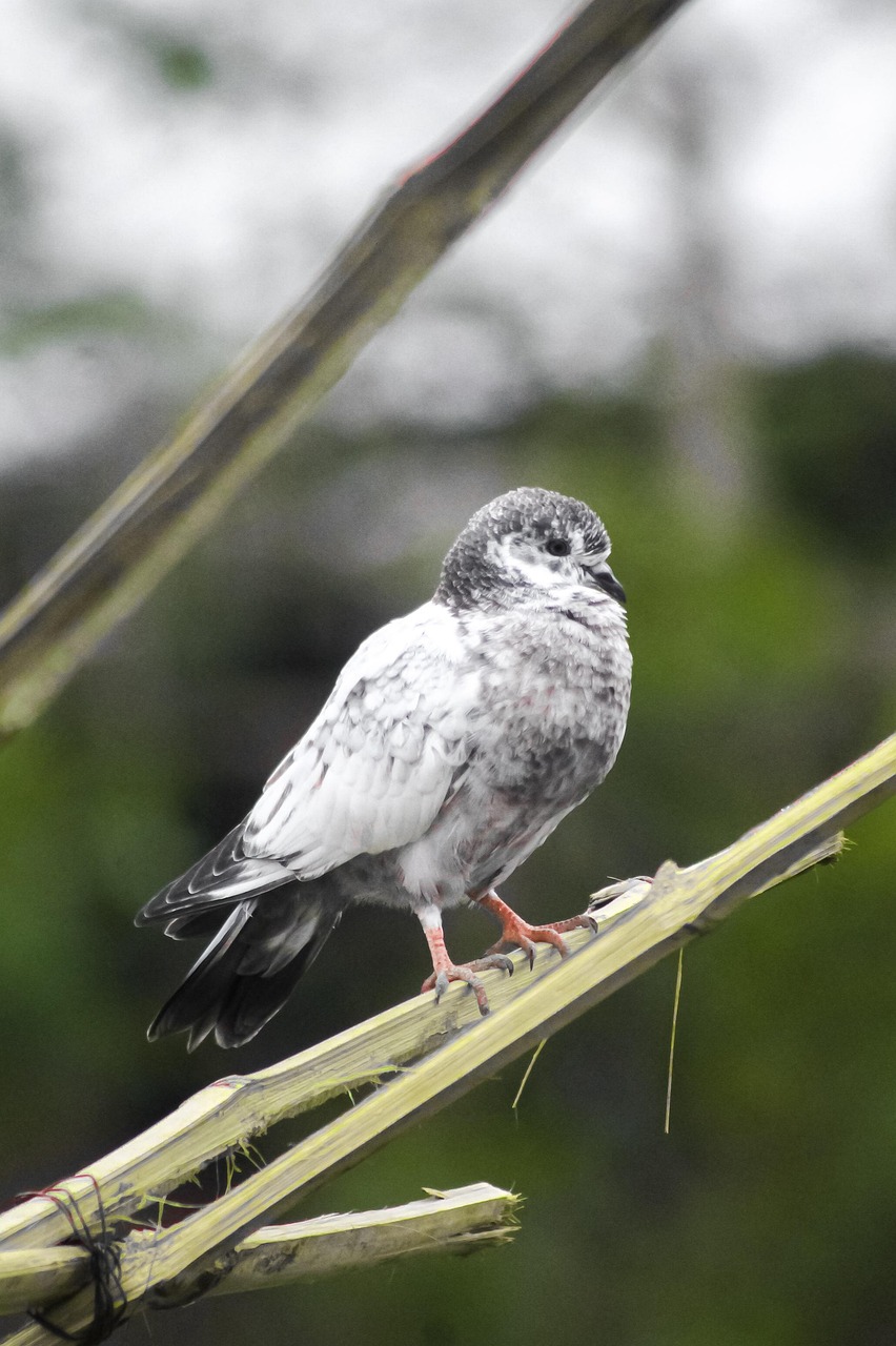 Pombo Pássaro Natureza - Foto gratuita no Pixabay