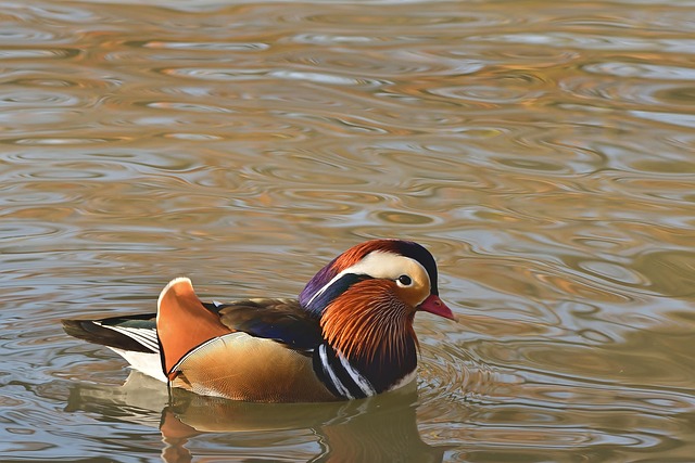 Bird Ornithology Mandarin Ducks - Free photo on Pixabay