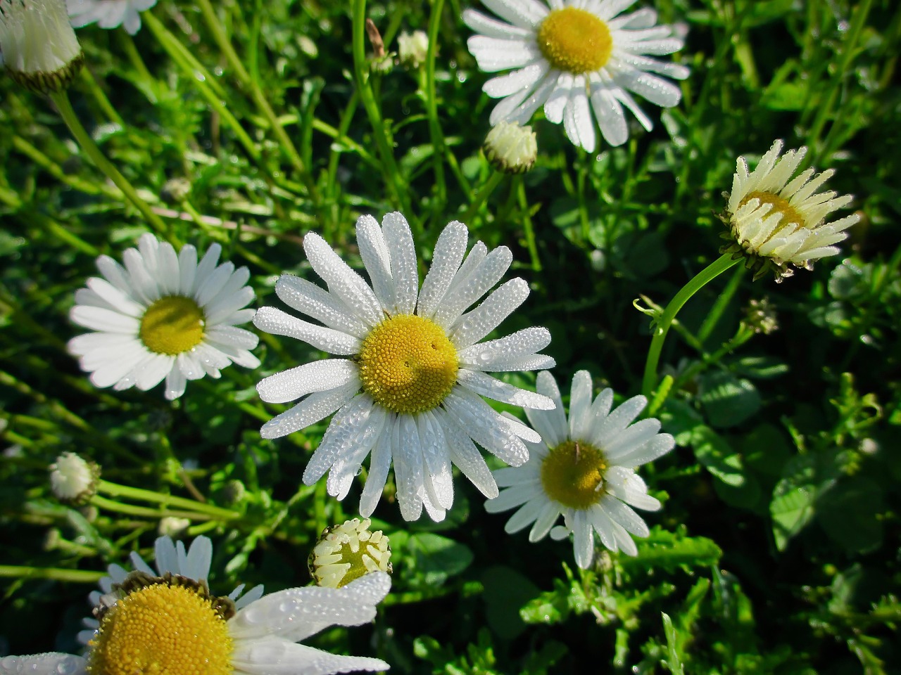 Flower Daisy Dew - Free photo on Pixabay