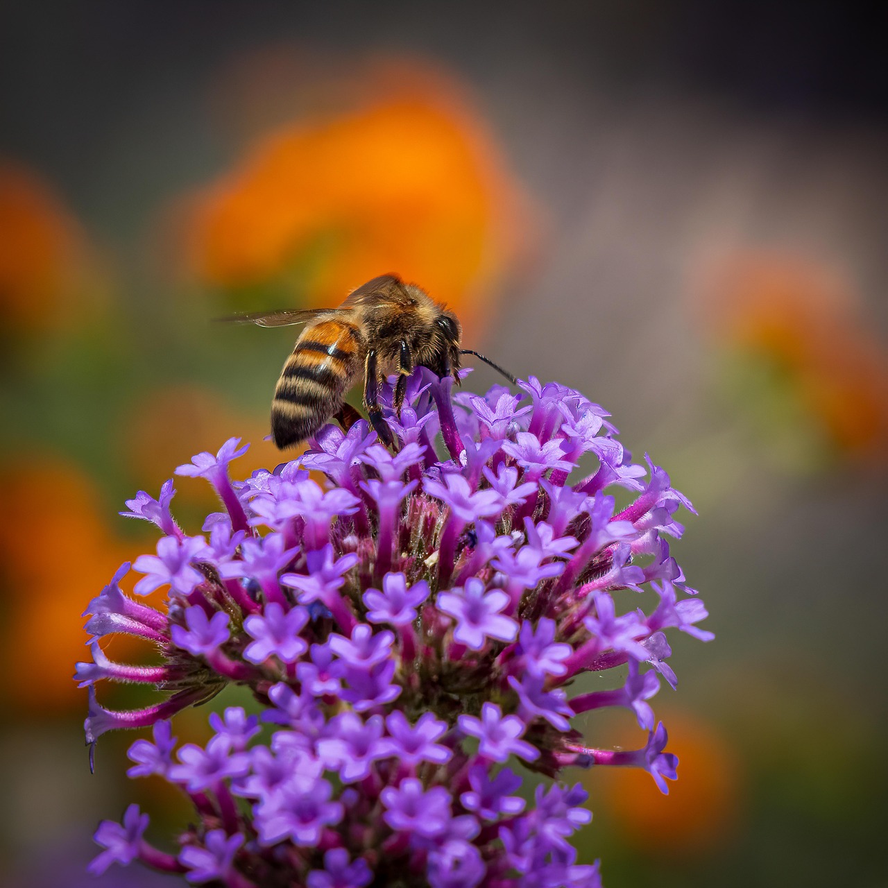 Flores Plantas Insecto Naturaleza - Foto gratis en Pixabay