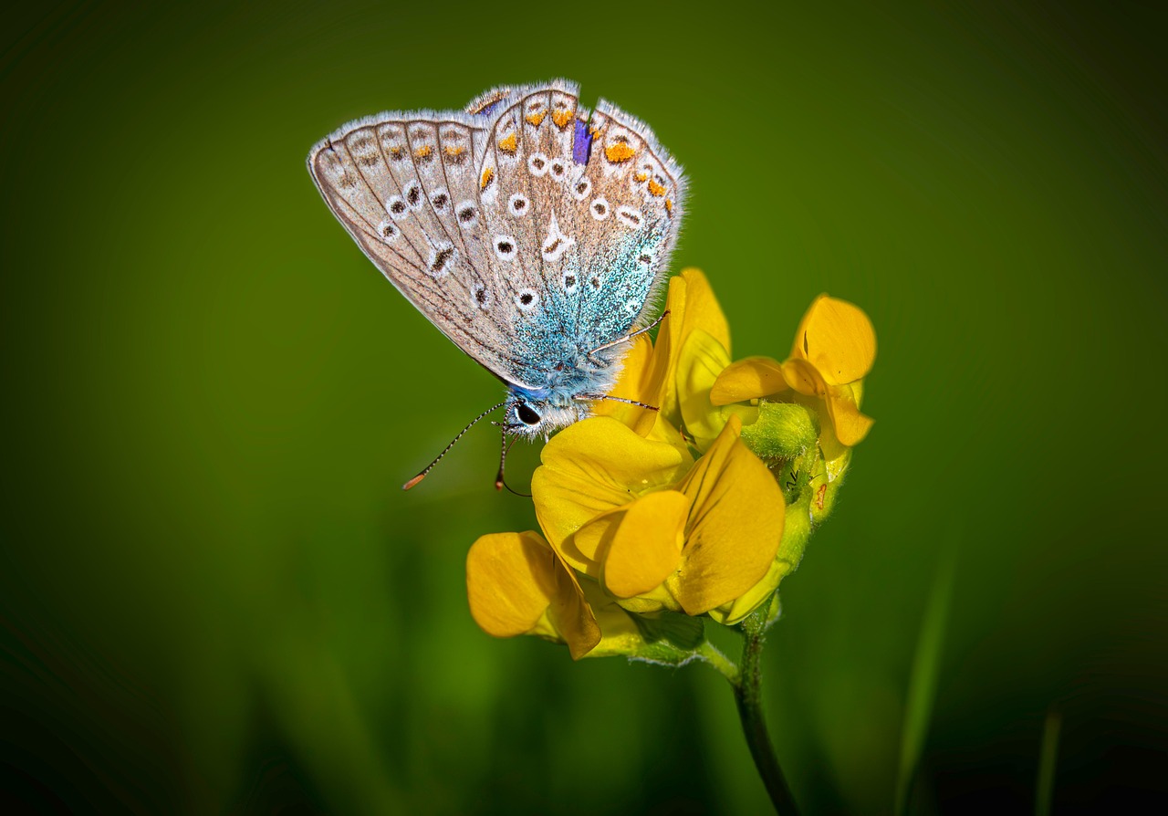 Butterfly Pollination Insect - Free photo on Pixabay