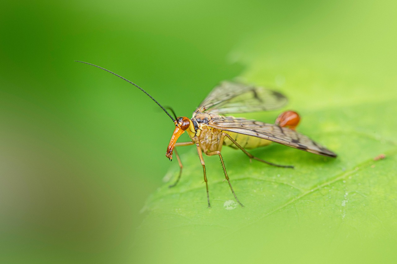 Common Scorpionfly Insect Closeup - Free photo on Pixabay