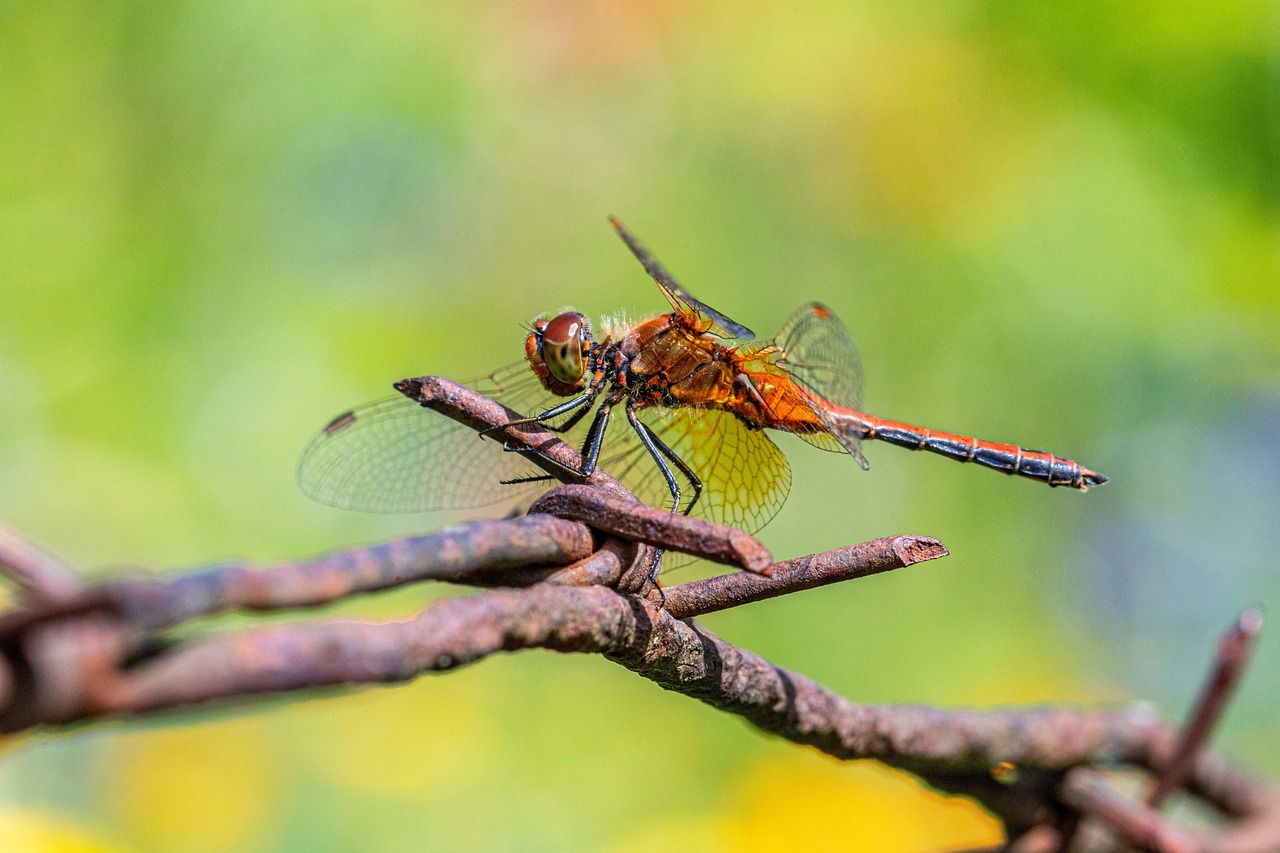 Dragonfly Darter Animal - Free photo on Pixabay
