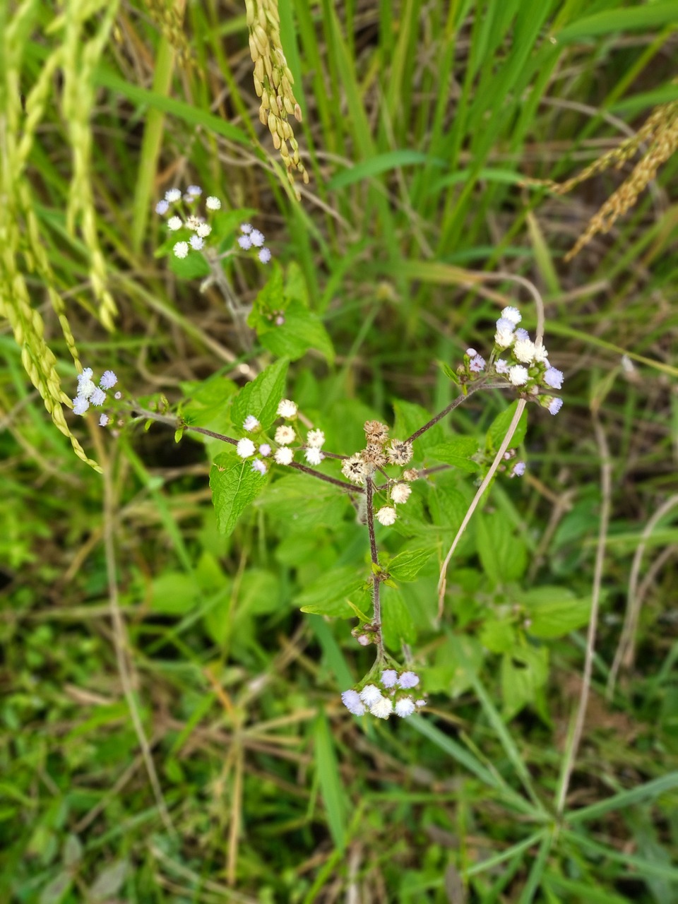Wild Flowers Plants - Free photo on Pixabay