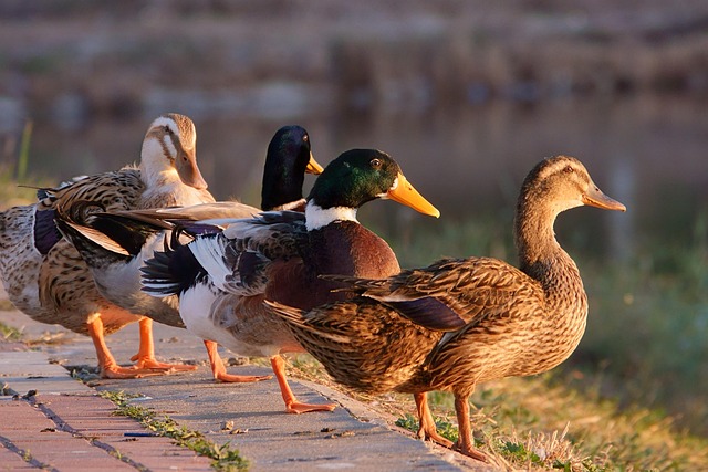 Ducks Lakeside Waterfowls - Free photo on Pixabay