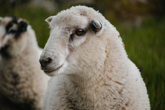 Animal Sheep Mammal - Free photo on Pixabay