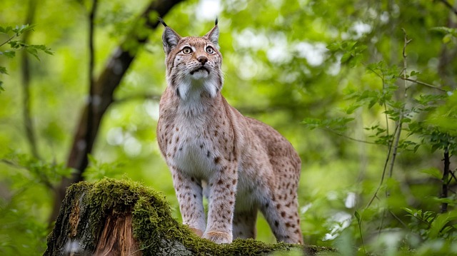 Lynx Wildcat Wildlife - Free photo on Pixabay