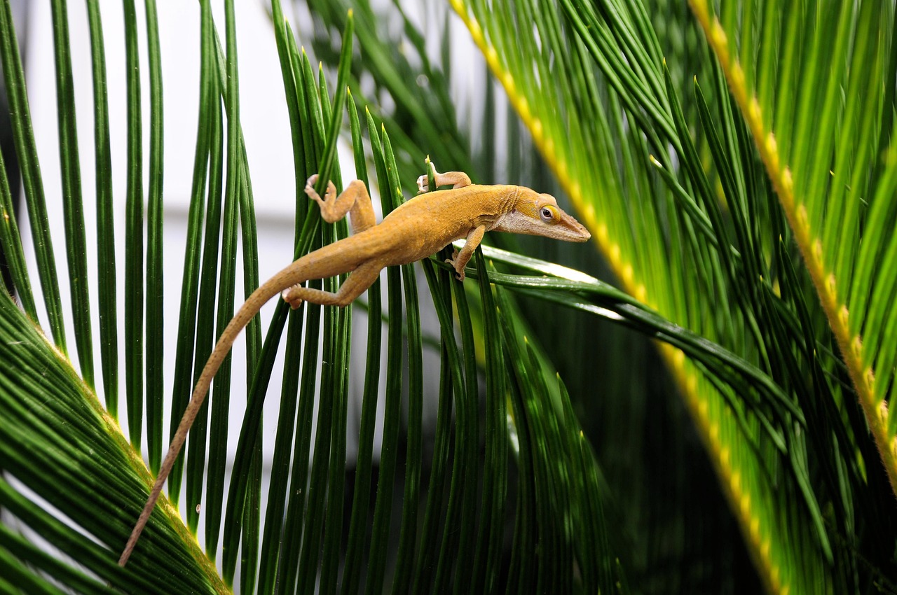 Lizard Animal Reptile - Free photo on Pixabay