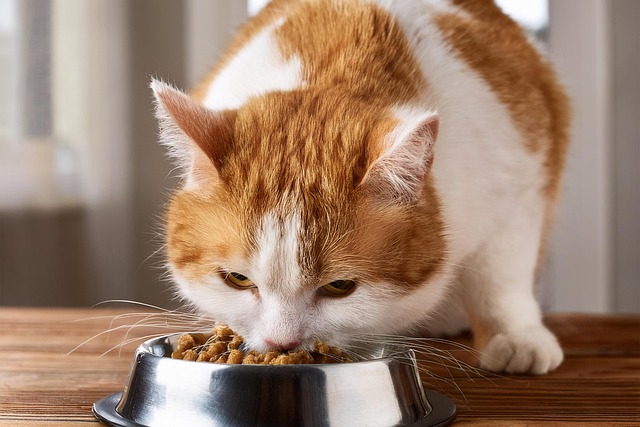 Cat Food Eating - Free photo on Pixabay