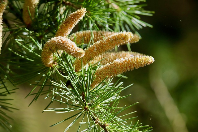 700+ Free Lebanon Cedars & Cedar Images - Pixabay