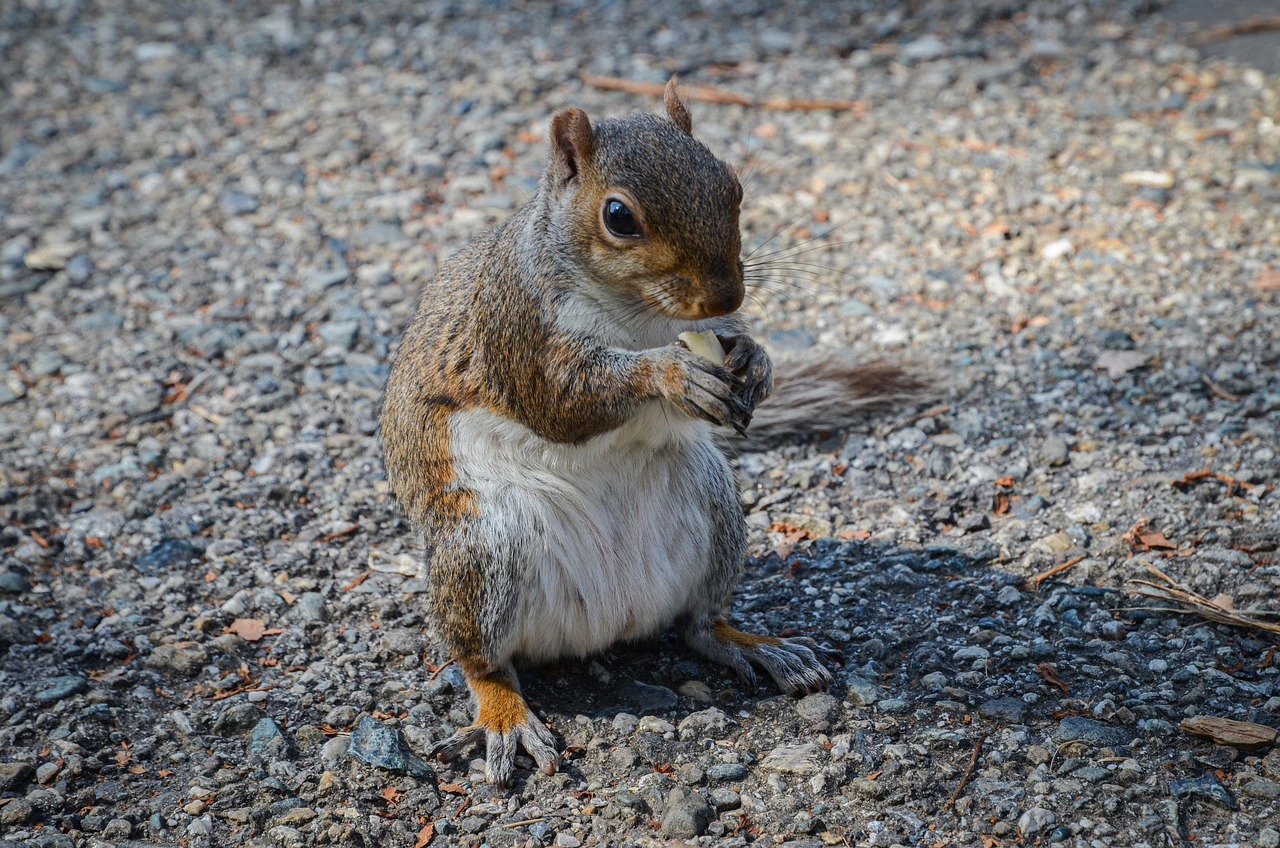 Squirrel Animal Nature - Free photo on Pixabay