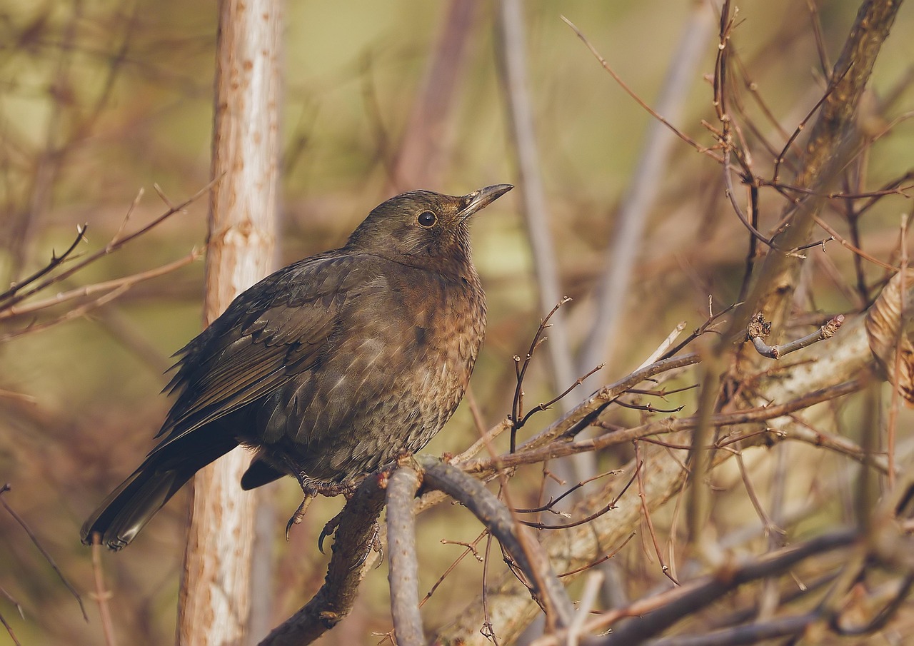 Blackbird Bird Nature - Free photo on Pixabay