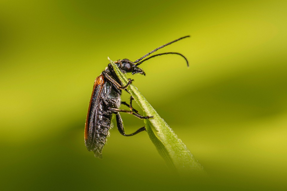 False Blister Beetle Bug Green - Free photo on Pixabay
