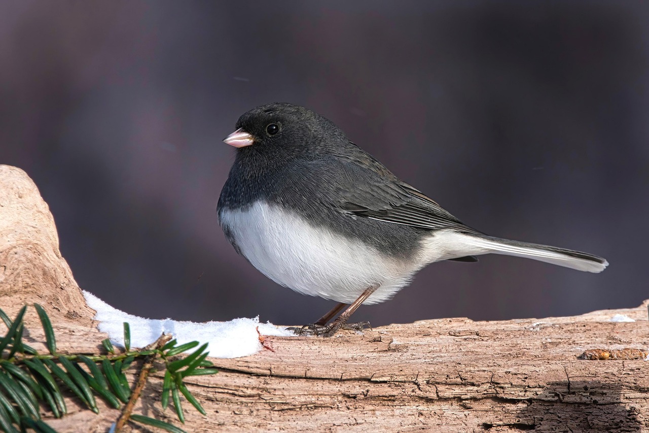 40+ Free Snowbirds & Junco Images - Pixabay