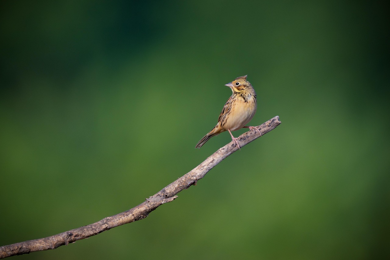 Bird Nature Wildlife - Free photo on Pixabay