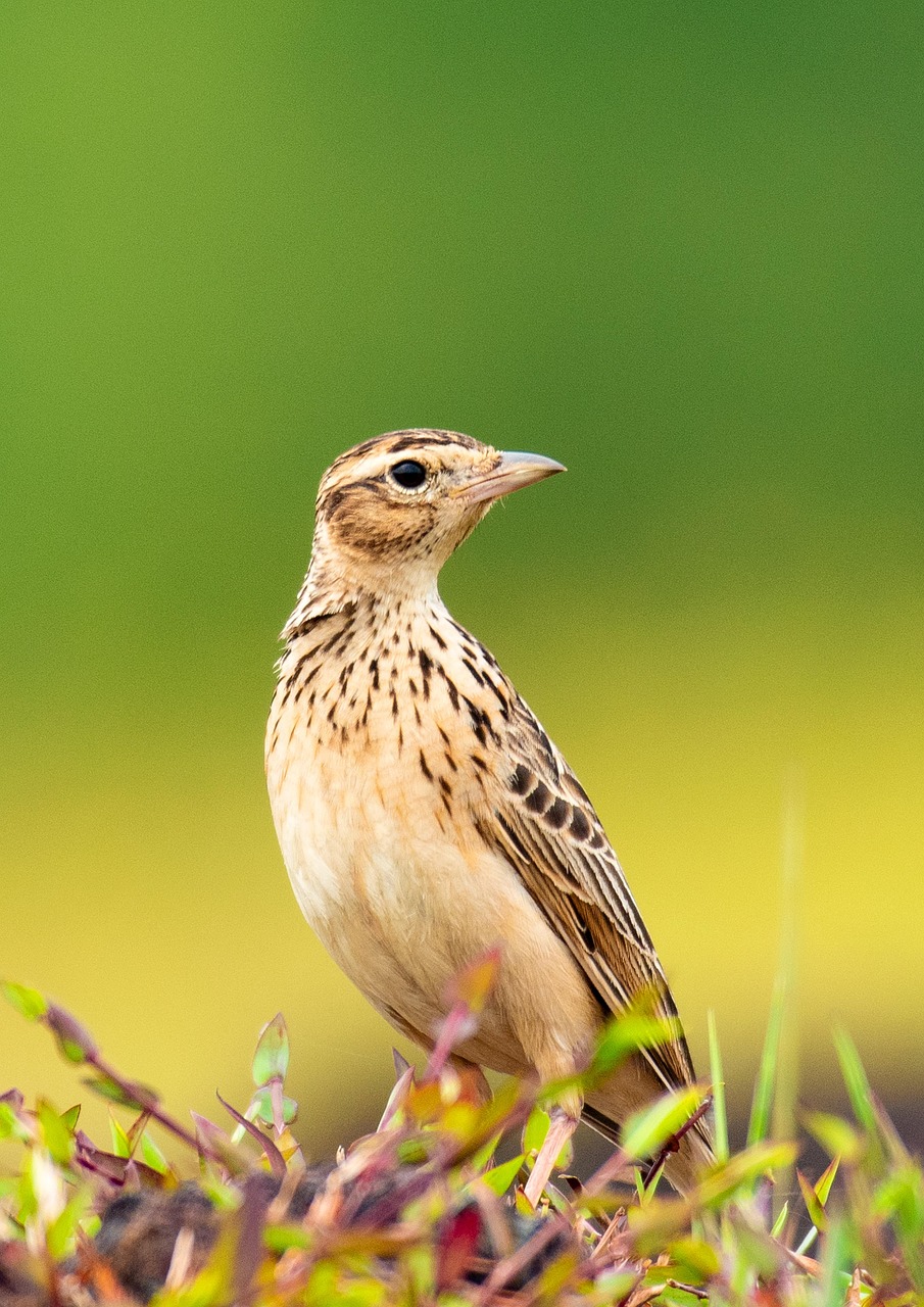 Bird Nature Feathers - Free photo on Pixabay