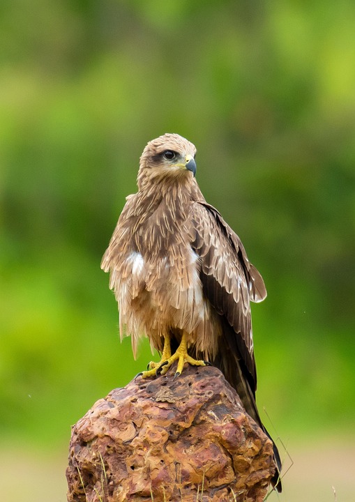 Kite Bird Animal Of - Free photo on Pixabay
