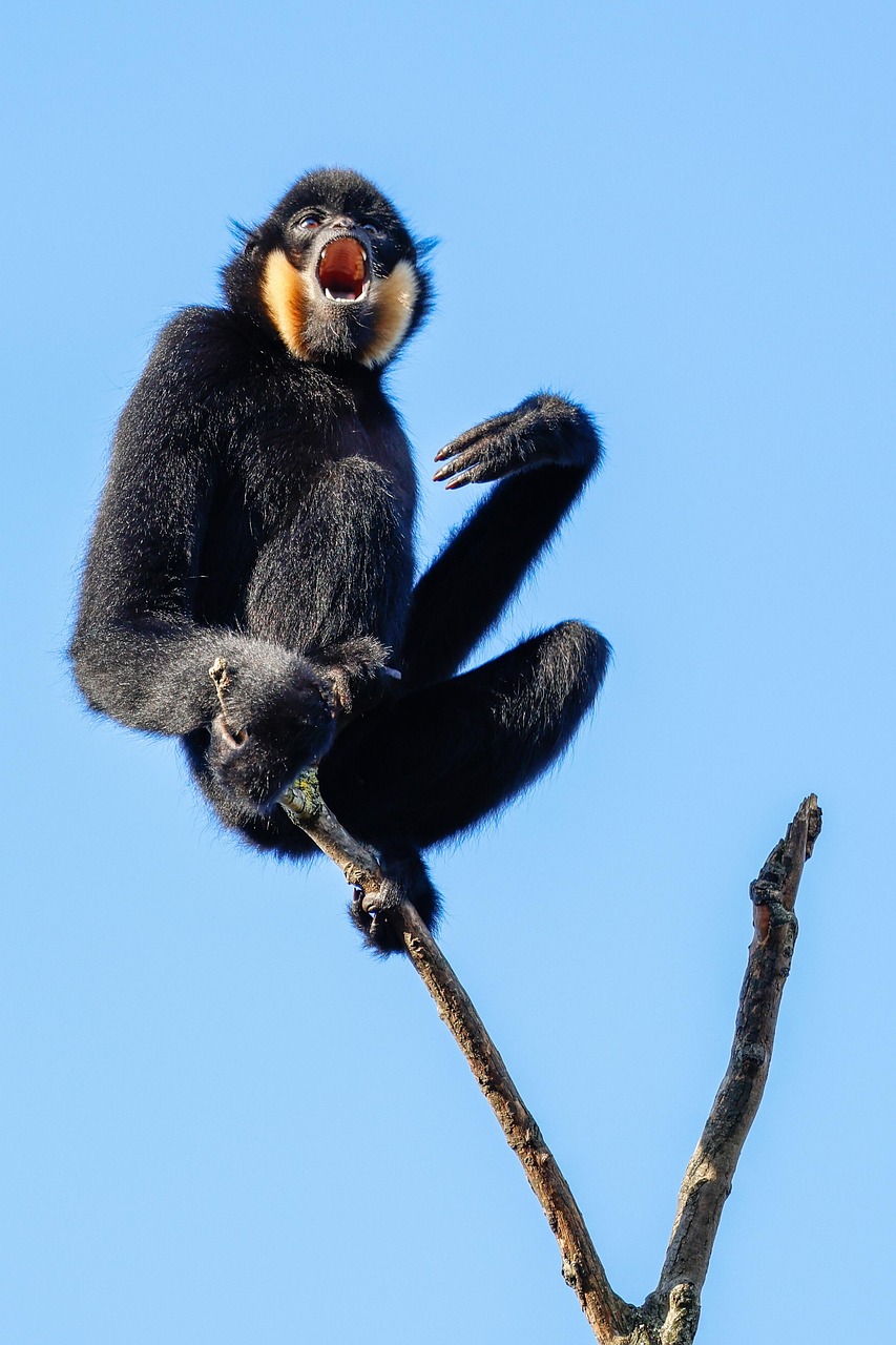 Gibbon Singe Animal - Photo gratuite sur Pixabay