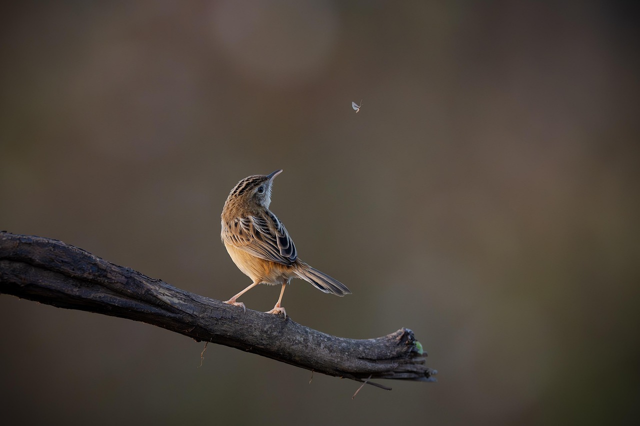 Bird Animal Nature - Free photo on Pixabay