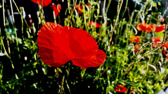 Poppy Flower Natural Floral - Free photo on Pixabay