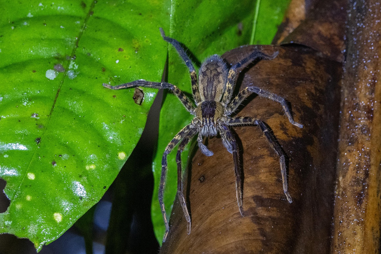 Costa Rica Spider Rainforest - Free photo on Pixabay