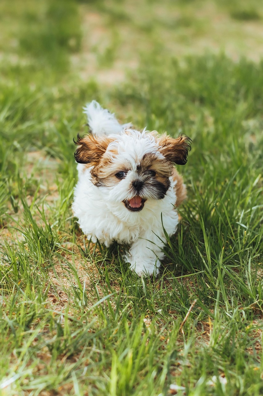 Animal Shih Tzu Dog - Free photo on Pixabay