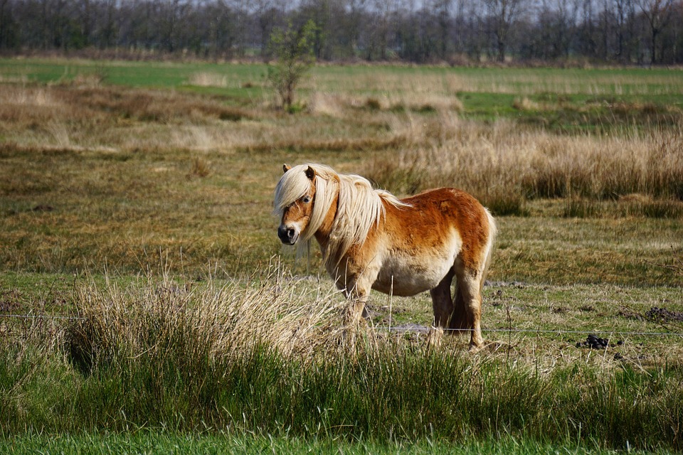 Pony Horse Nature - Free photo on Pixabay