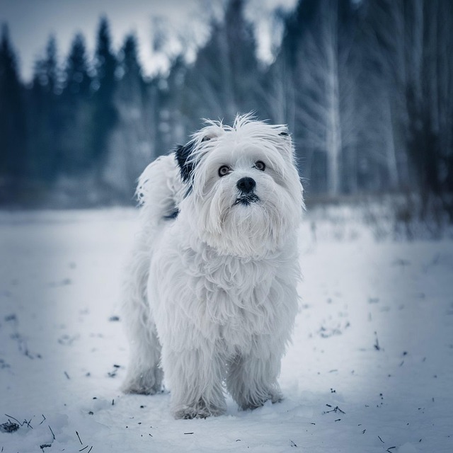 Perro Nieve Animal - Foto gratis en Pixabay