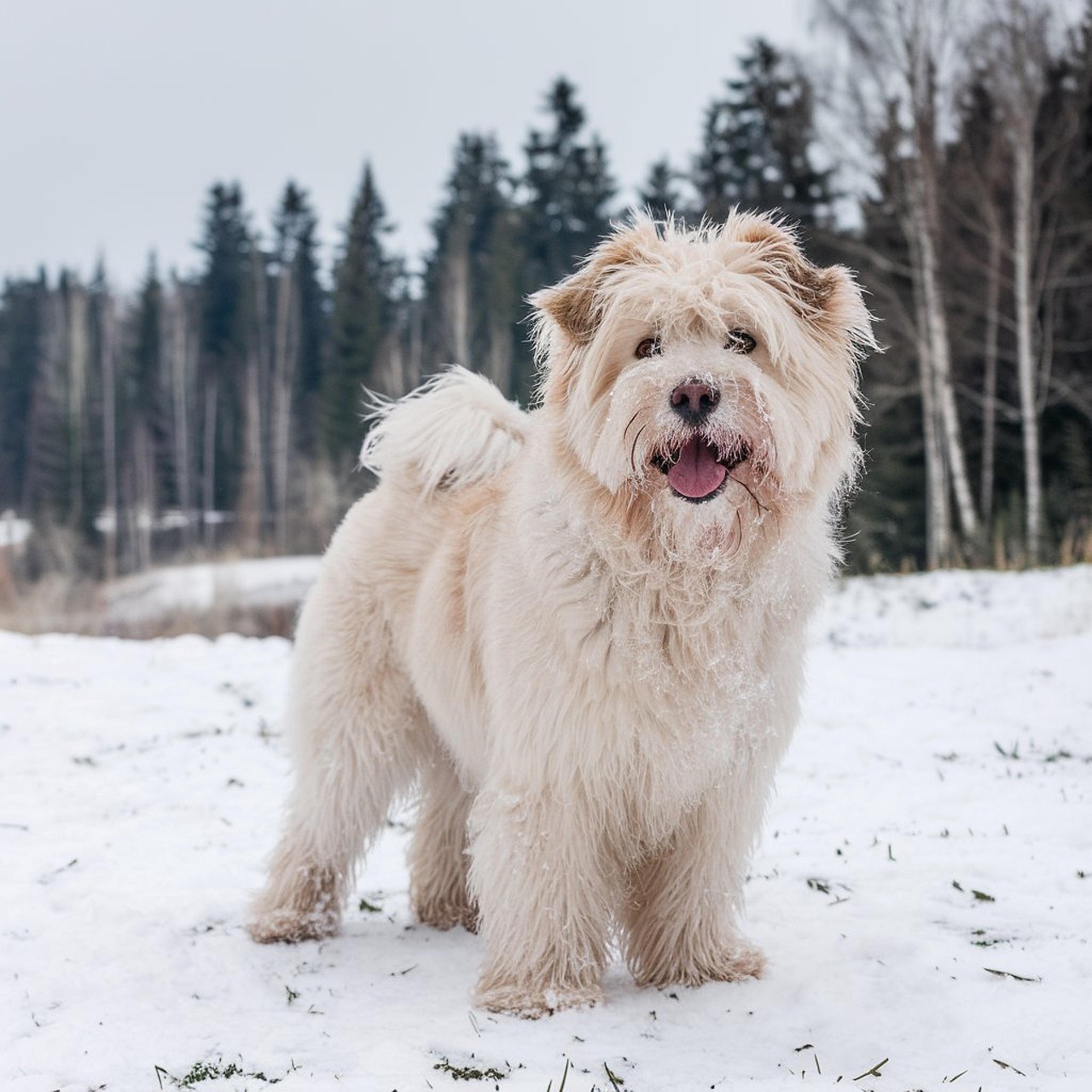 Cachorro Neve Animal - Foto gratuita no Pixabay