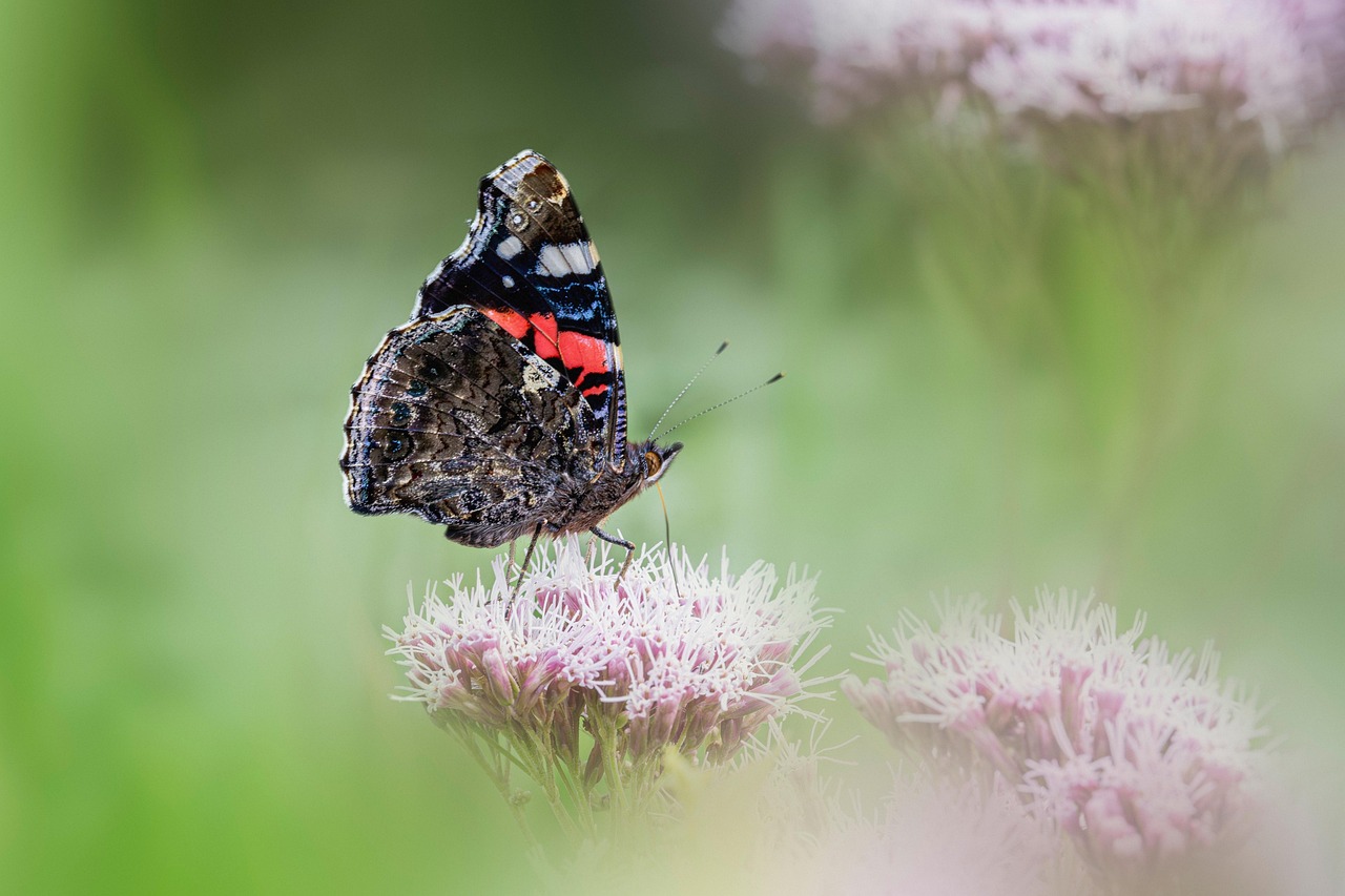 Red Admiral Admirable Flowers - Free photo on Pixabay