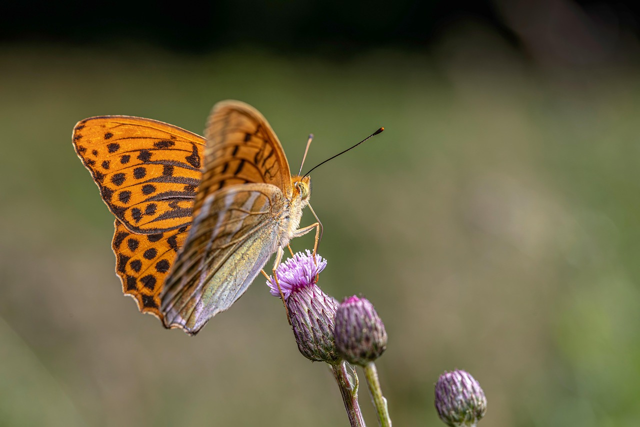 Silver-Washed Fritillary Flowers - Free photo on Pixabay