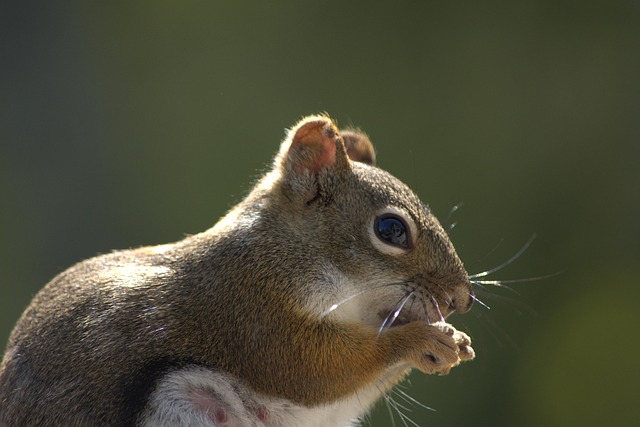 Squirrel Rodent Animal - Free photo on Pixabay