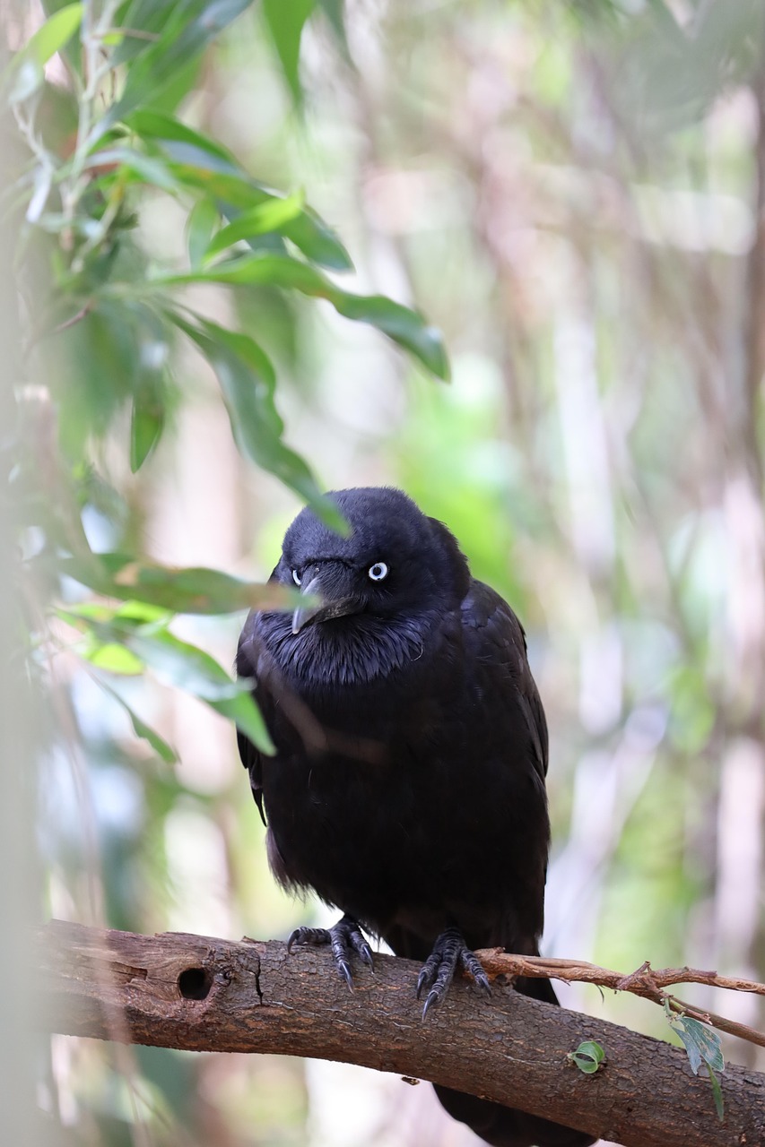 Raven Bird Nature - Free photo on Pixabay