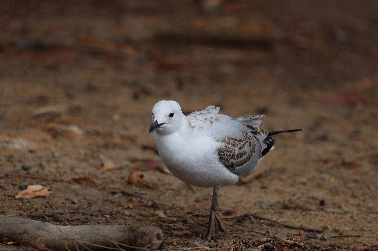 Gull Bird Animal - Free photo on Pixabay