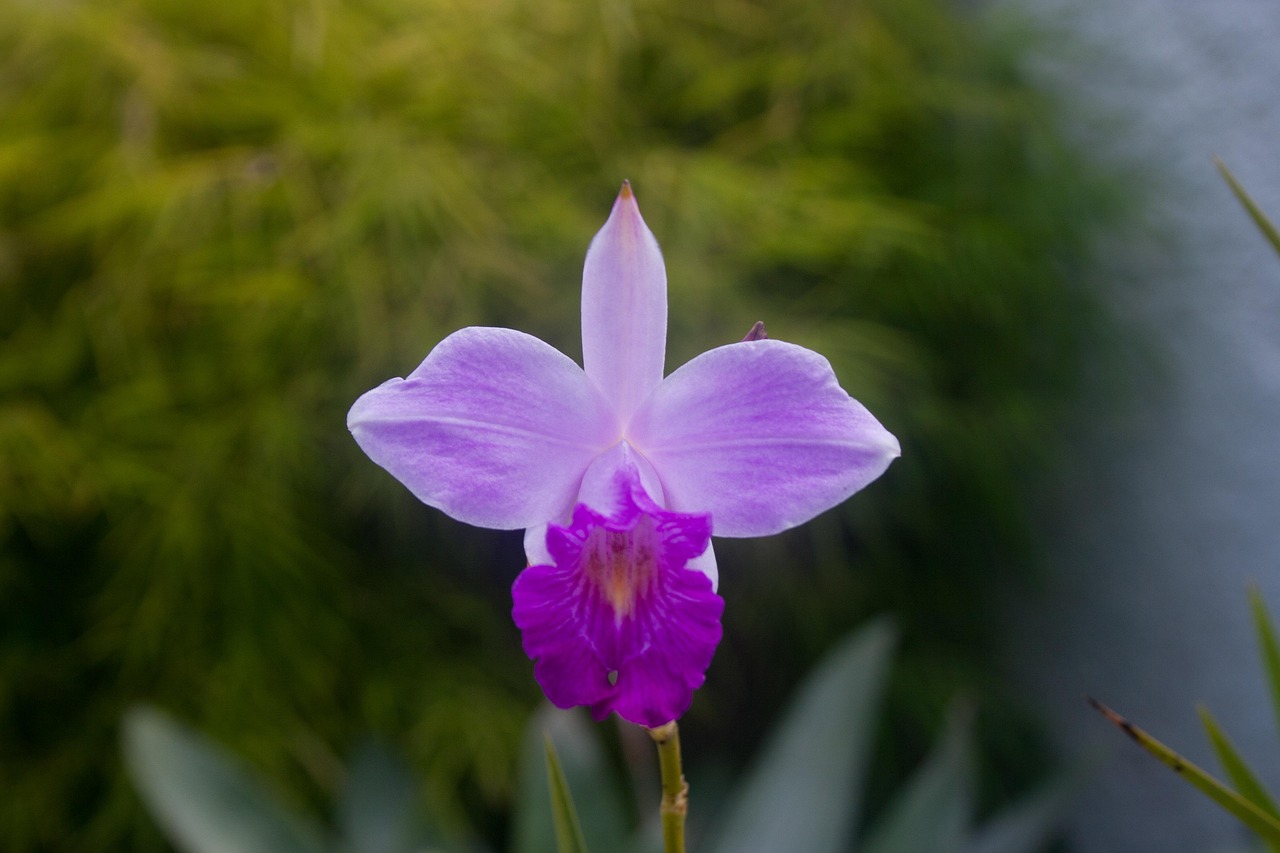Orquidea Orchid Garden - Free photo on Pixabay