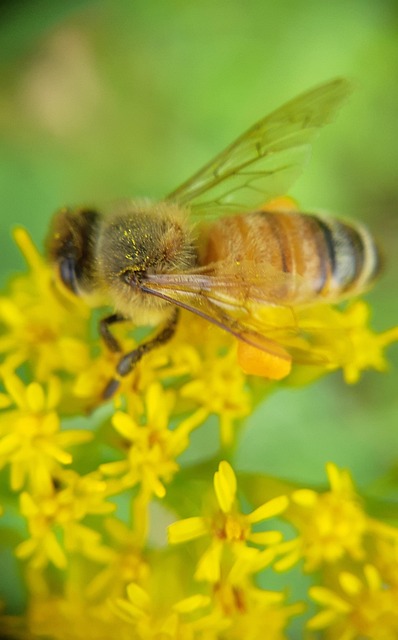 Bee Flower Yellow - Free photo on Pixabay