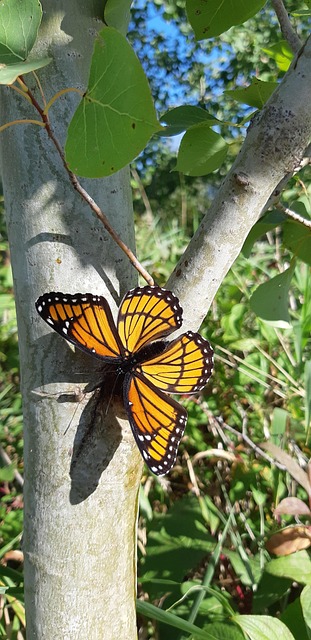 Monarch Butterfly Nature - Free photo on Pixabay